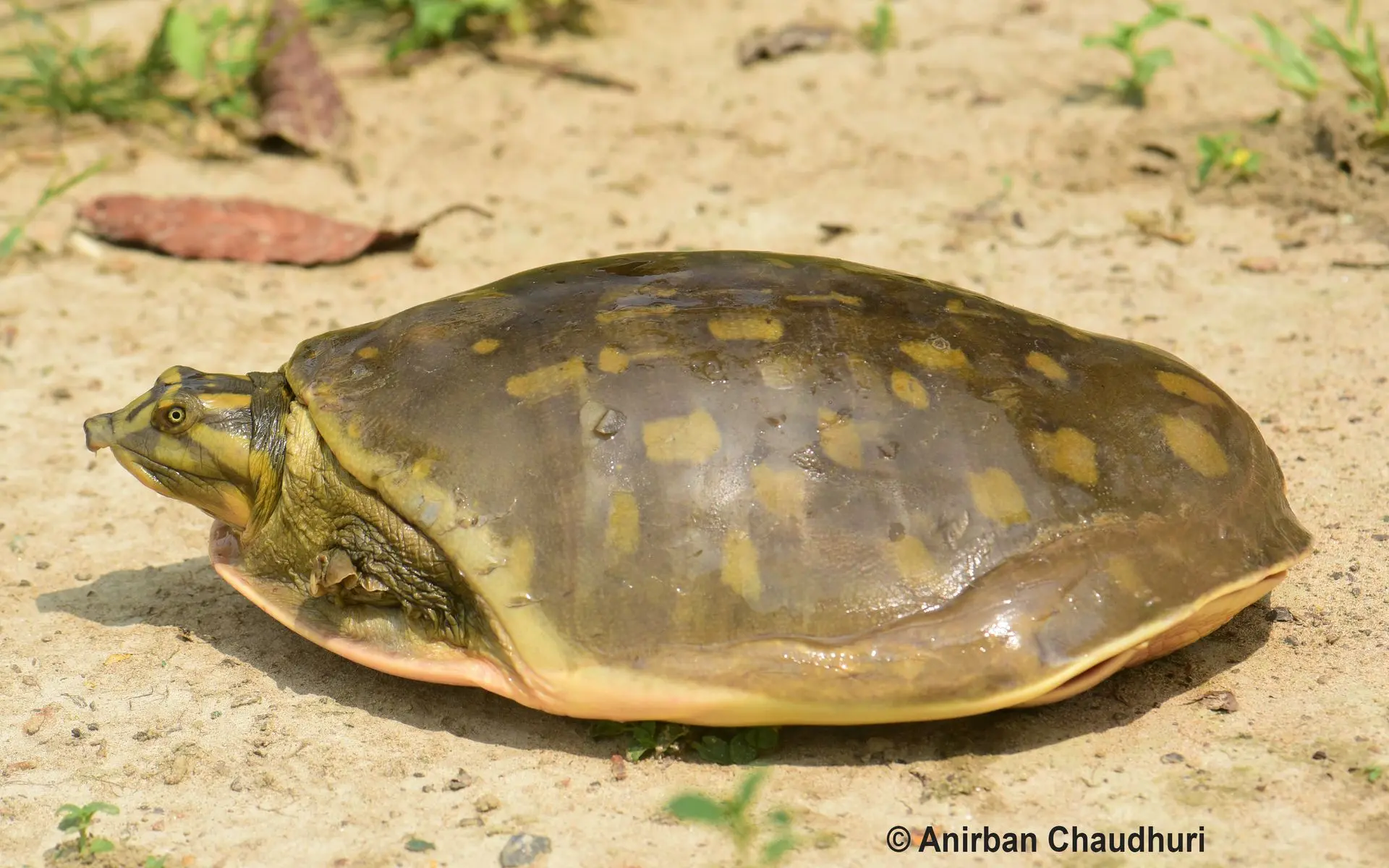 Indian Flapshell turtle | JALAJ